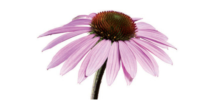 PROPIEDADES DE LA EQUINACEA - Sano y Ecológico
